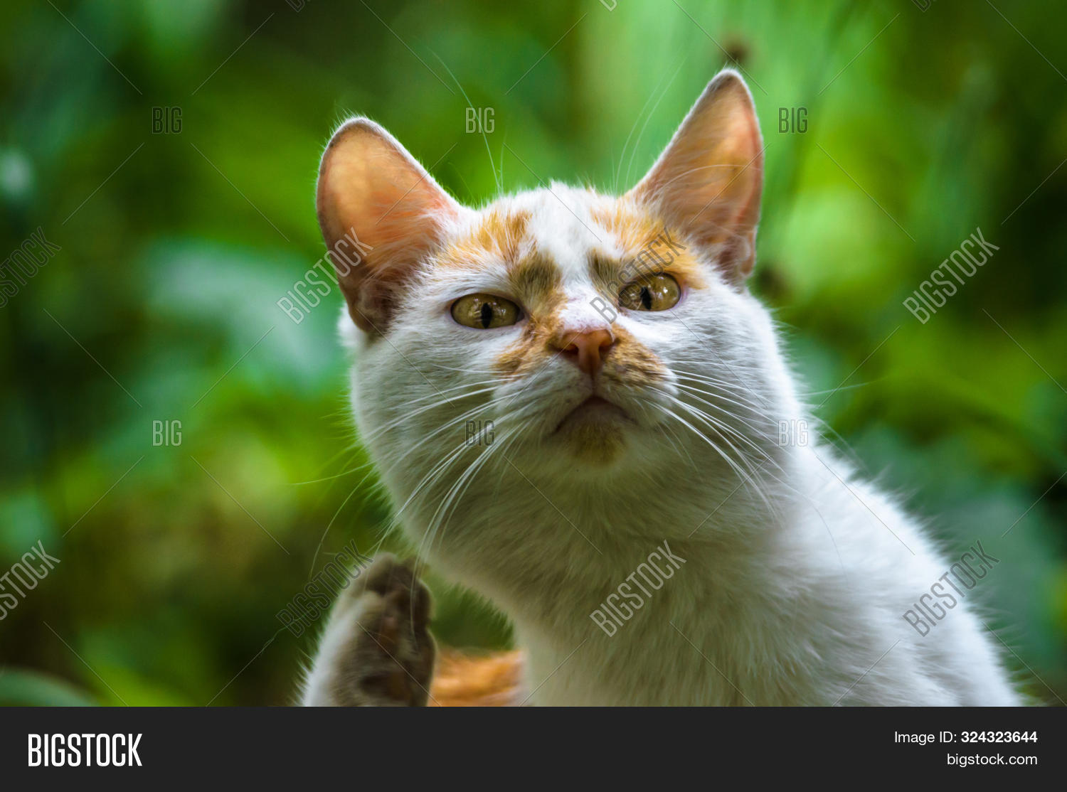 Two-colored Cat Green Image & Photo (Free Trial) | Bigstock