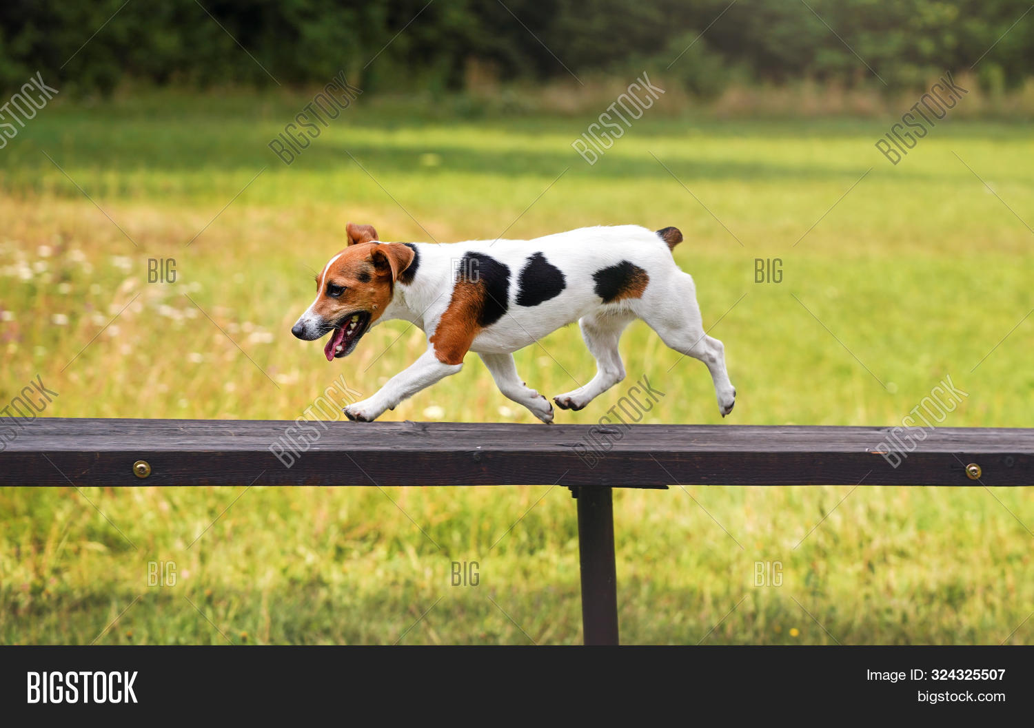 Small Jack Russell Image & Photo (Free Trial) | Bigstock
