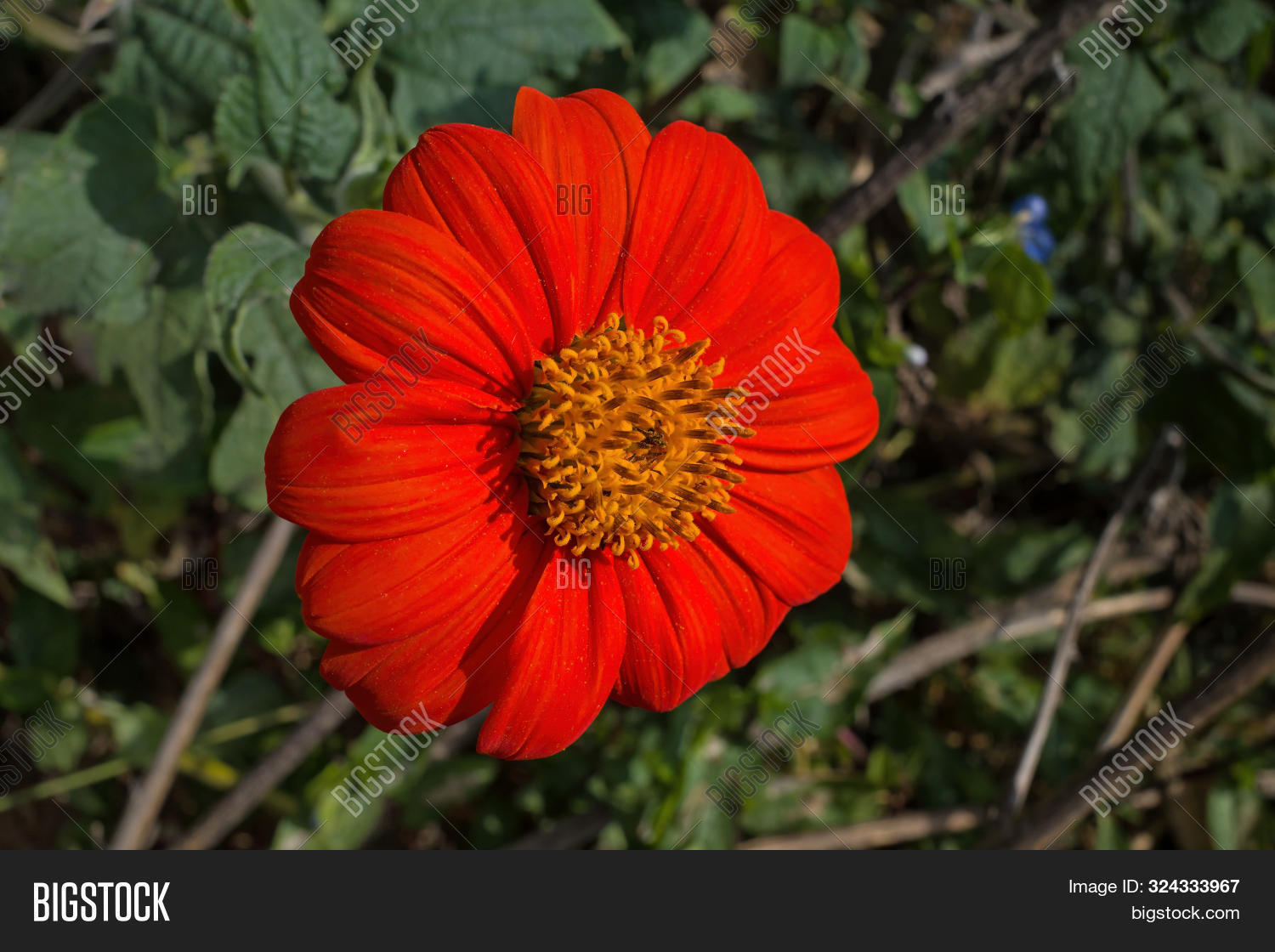 Tithonia Garden On Image & Photo (Free Trial) | Bigstock