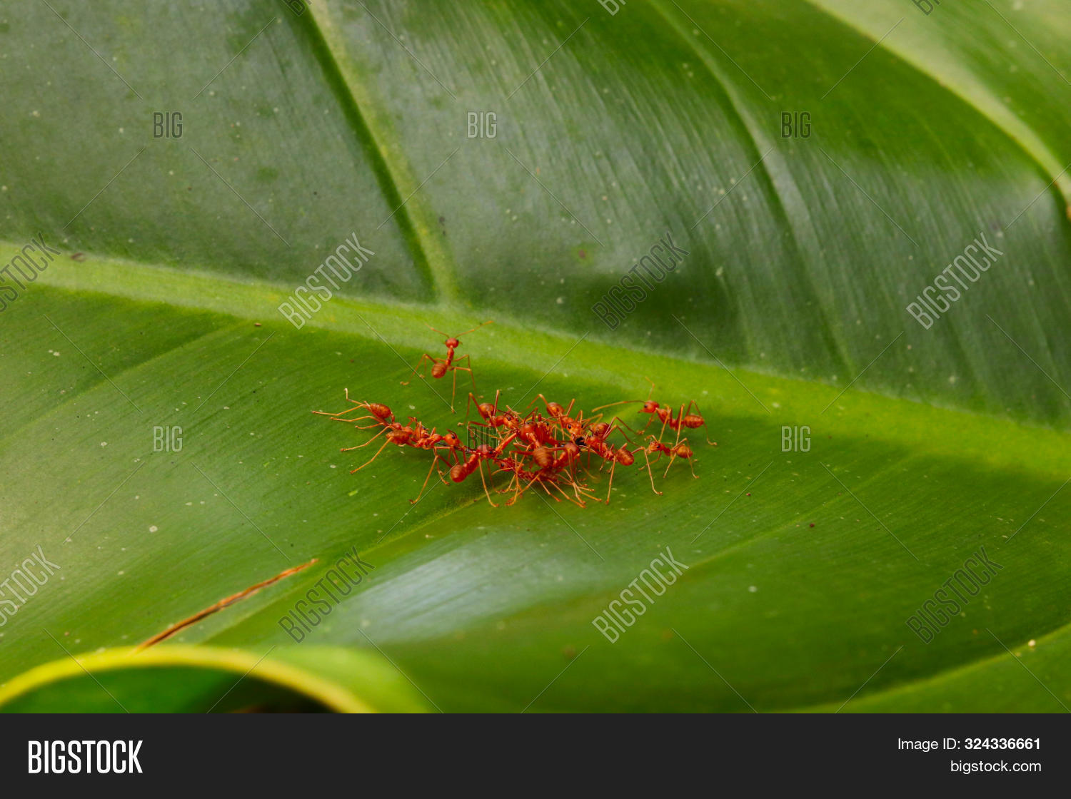 Red Ants Team Work Image & Photo (Free Trial) | Bigstock