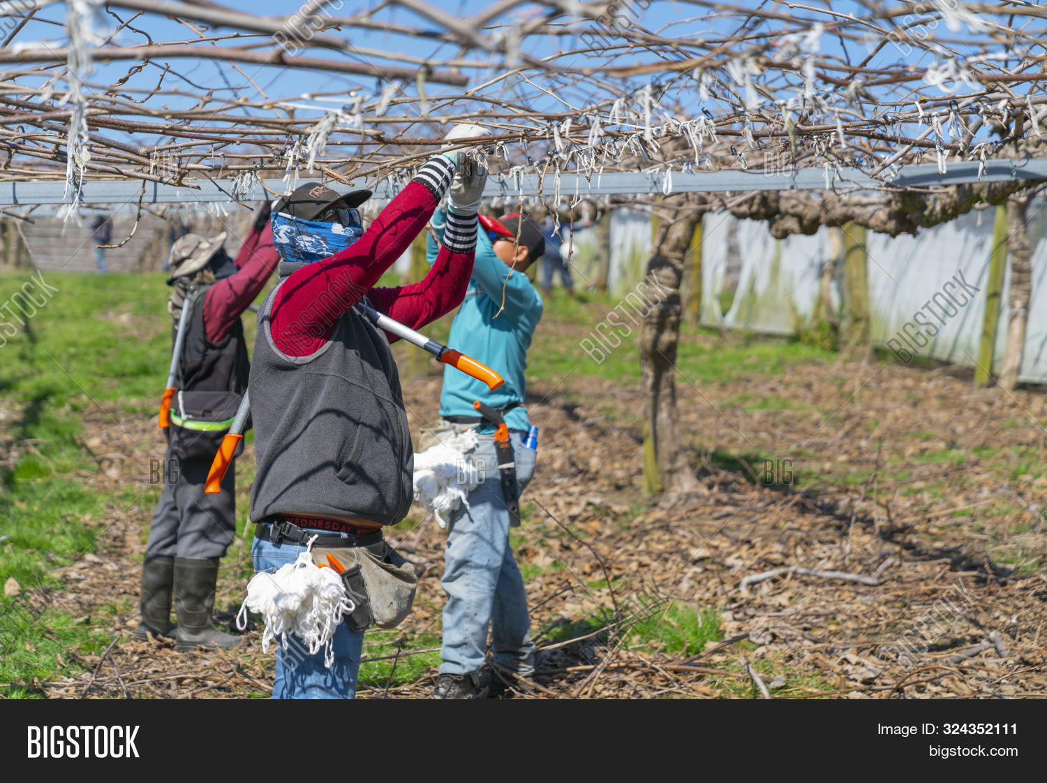Te Puke New Zealand - Image & Photo (Free Trial) | Bigstock