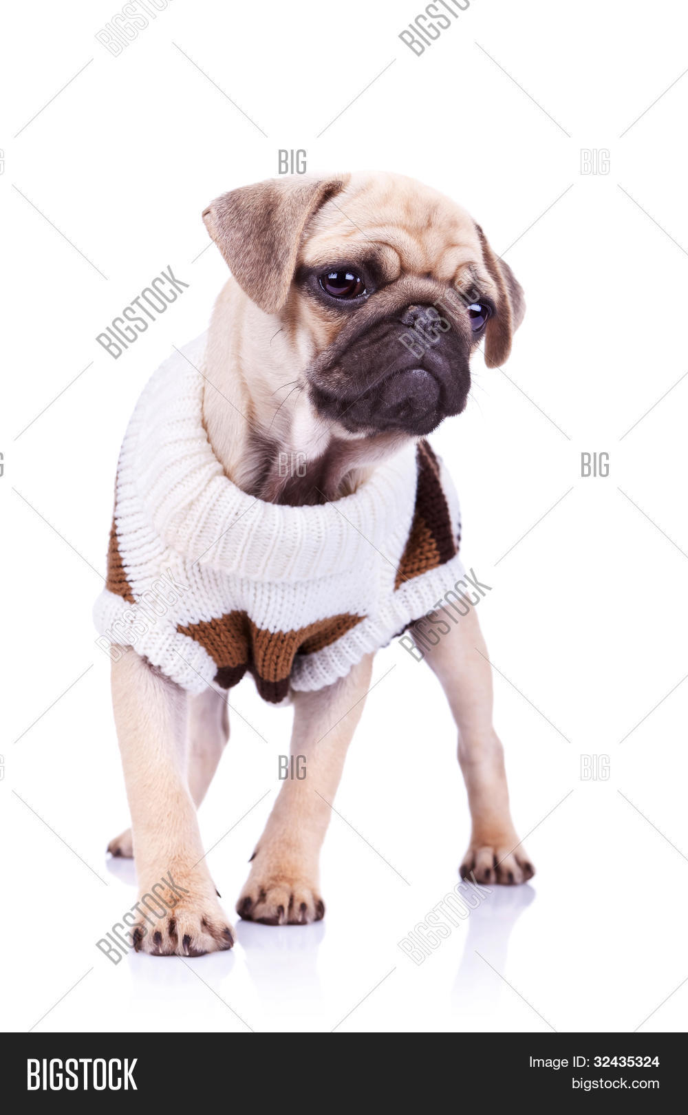 Standing Pug Puppy Dog Image & Photo (Free Trial) | Bigstock