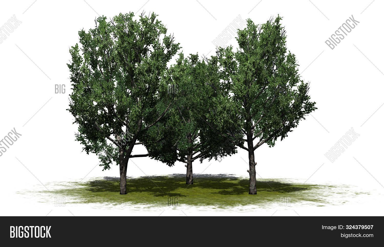 Group Bradford Pear Image & Photo (Free Trial) | Bigstock