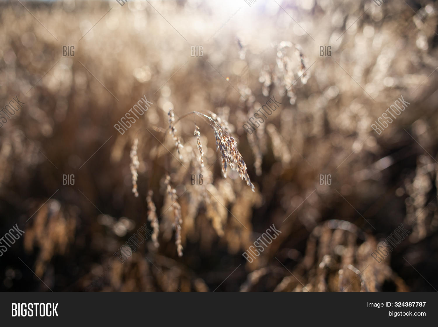 Dry Long Grass at Frank Hudson blog