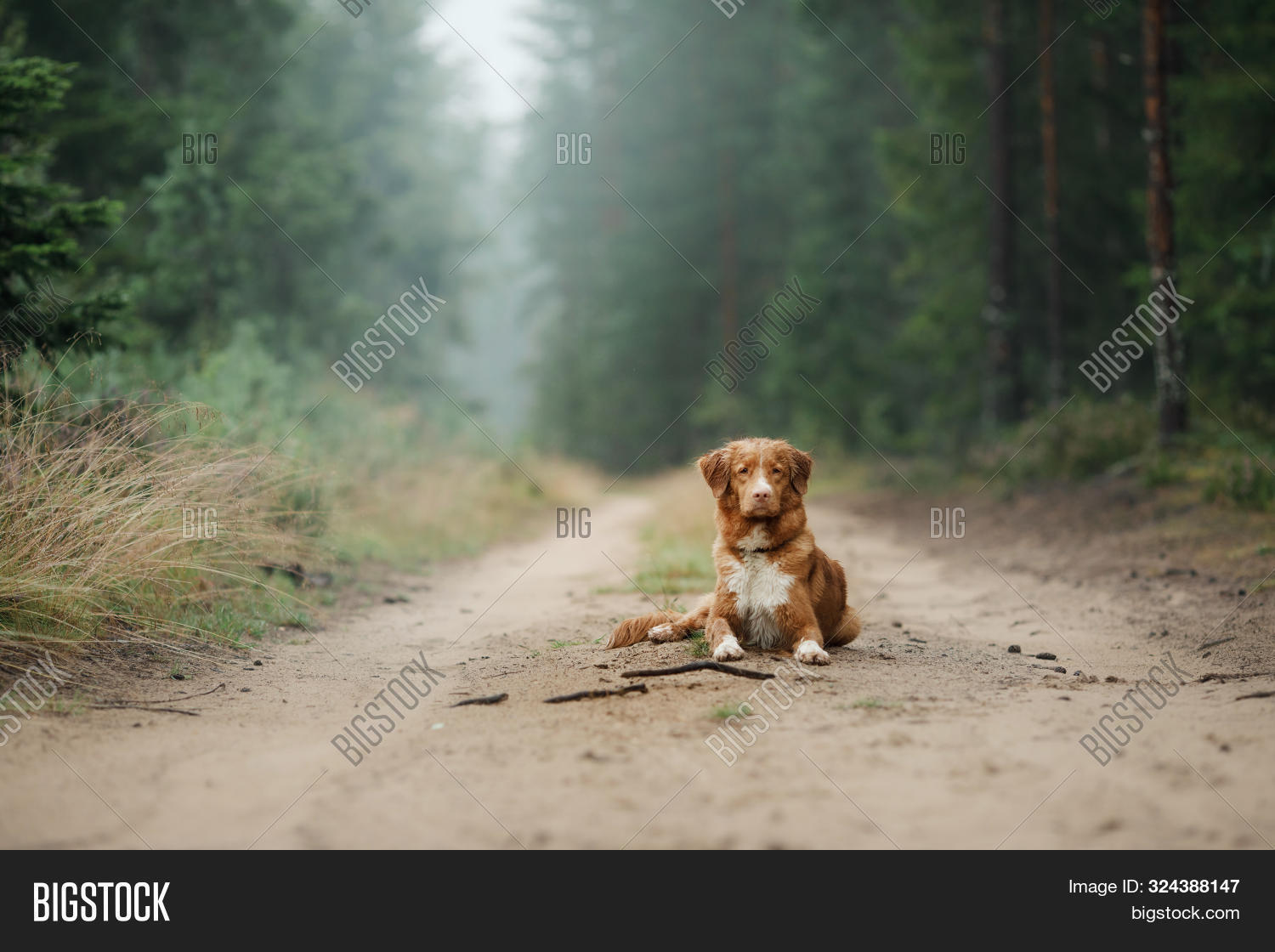 Dog Foggy Forest. Walk Image & Photo (Free Trial) | Bigstock