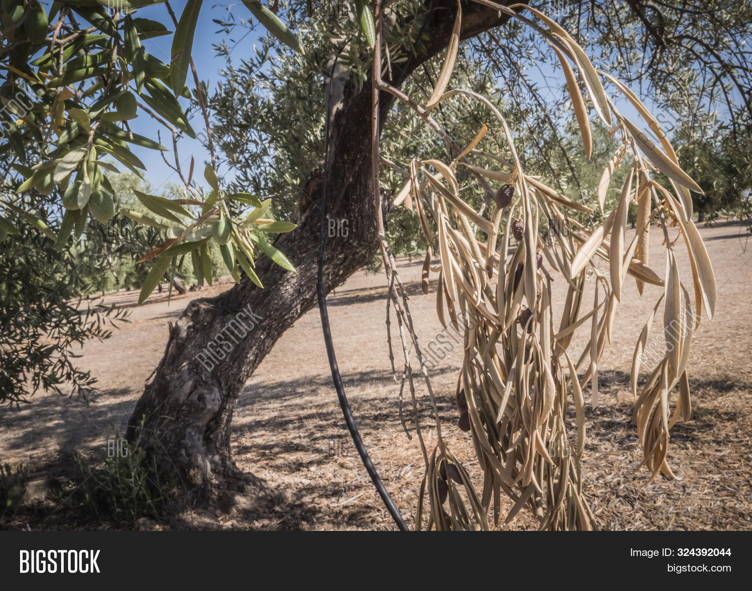 Olive Trees Infected Image & Photo (Free Trial) | Bigstock