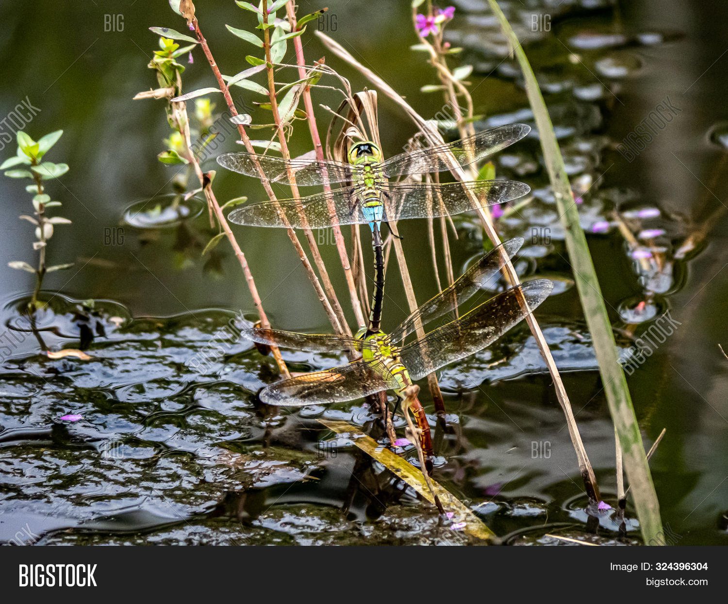 Pair Lesser Emperor Image & Photo (Free Trial) | Bigstock