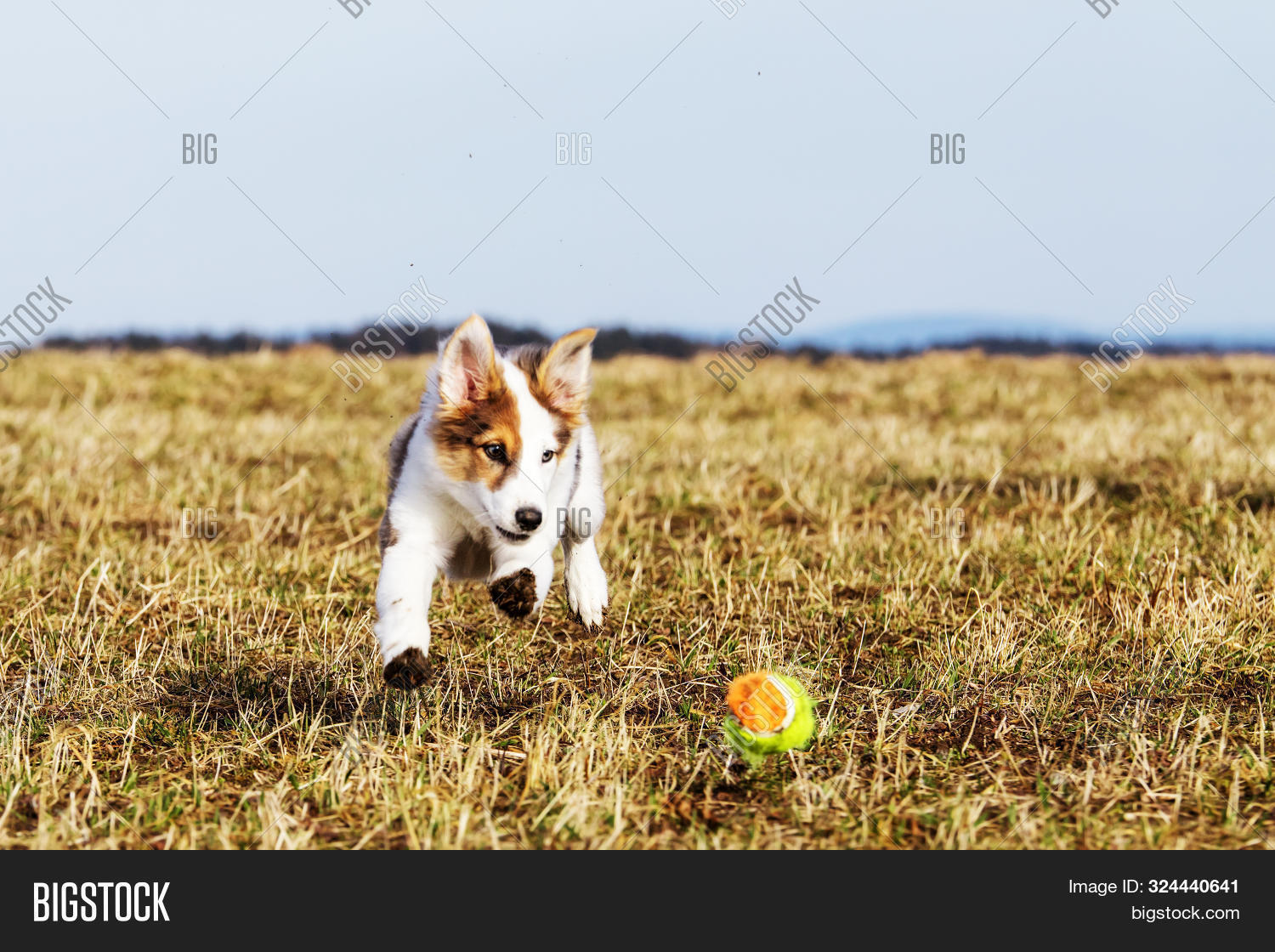 Puppy Dog Playing Dog Image & Photo (Free Trial) | Bigstock