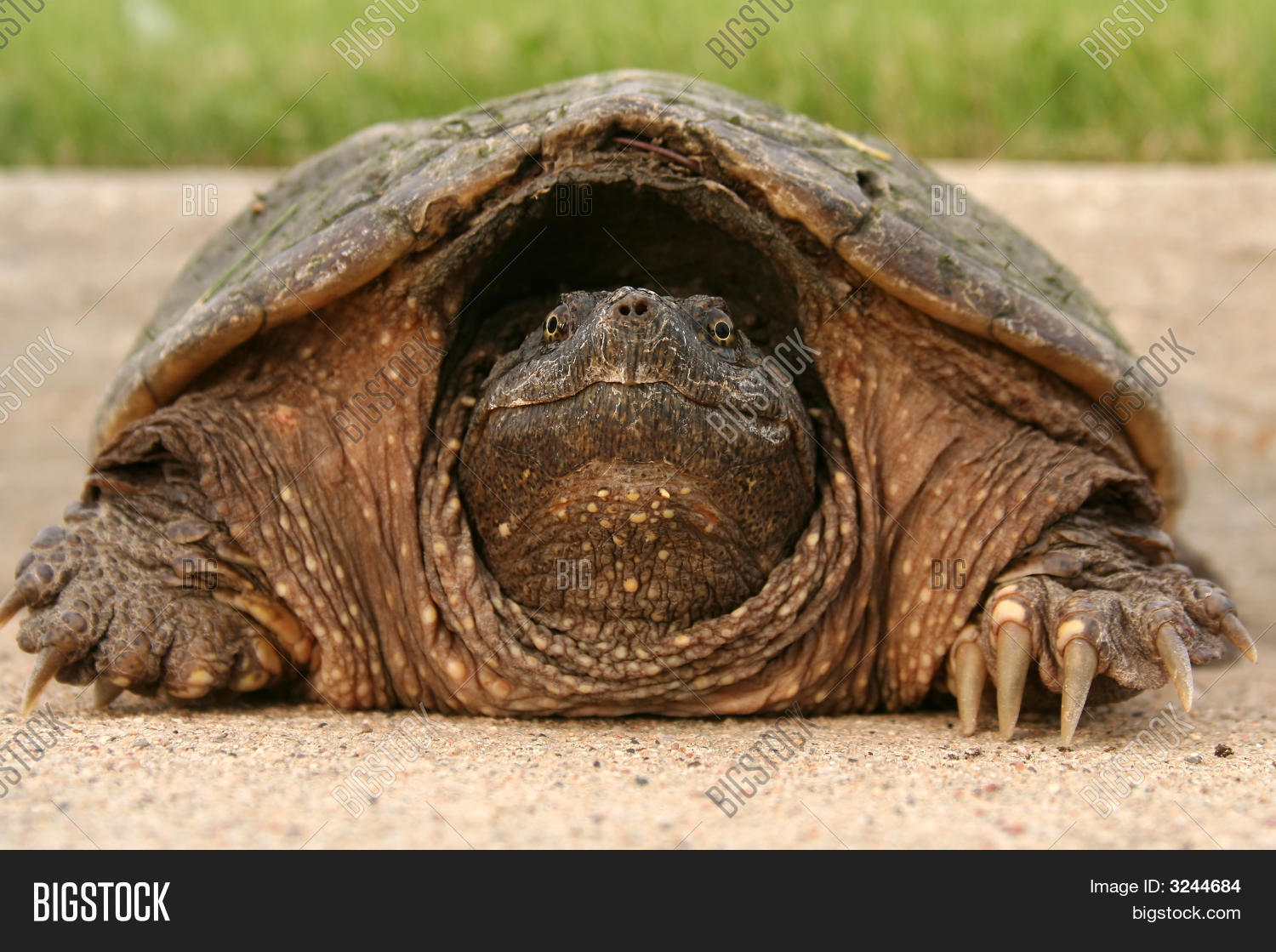 Snapping Turtle Image & Photo (Free Trial) | Bigstock