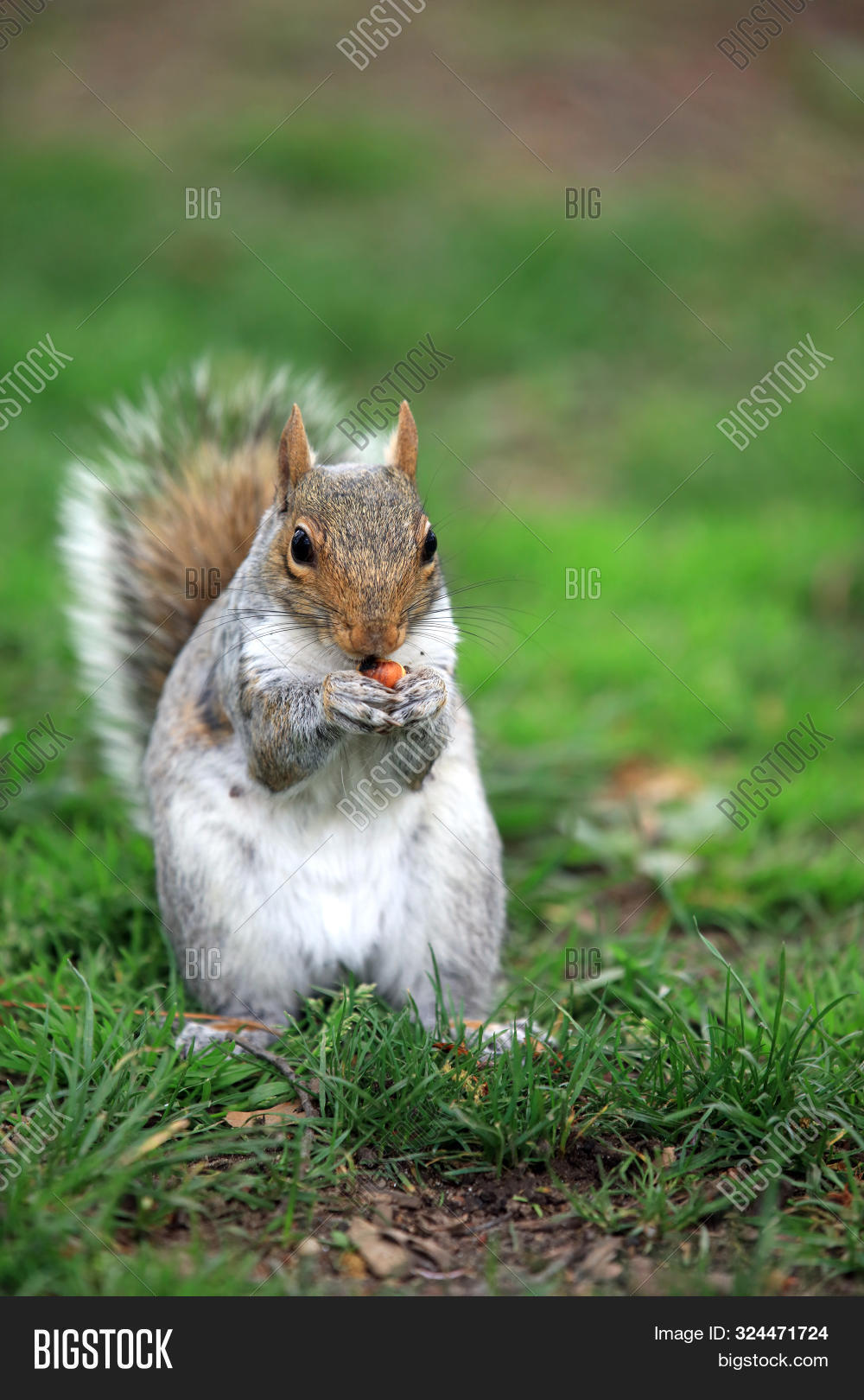 Eastern Gray Squirrel Image & Photo (Free Trial) | Bigstock