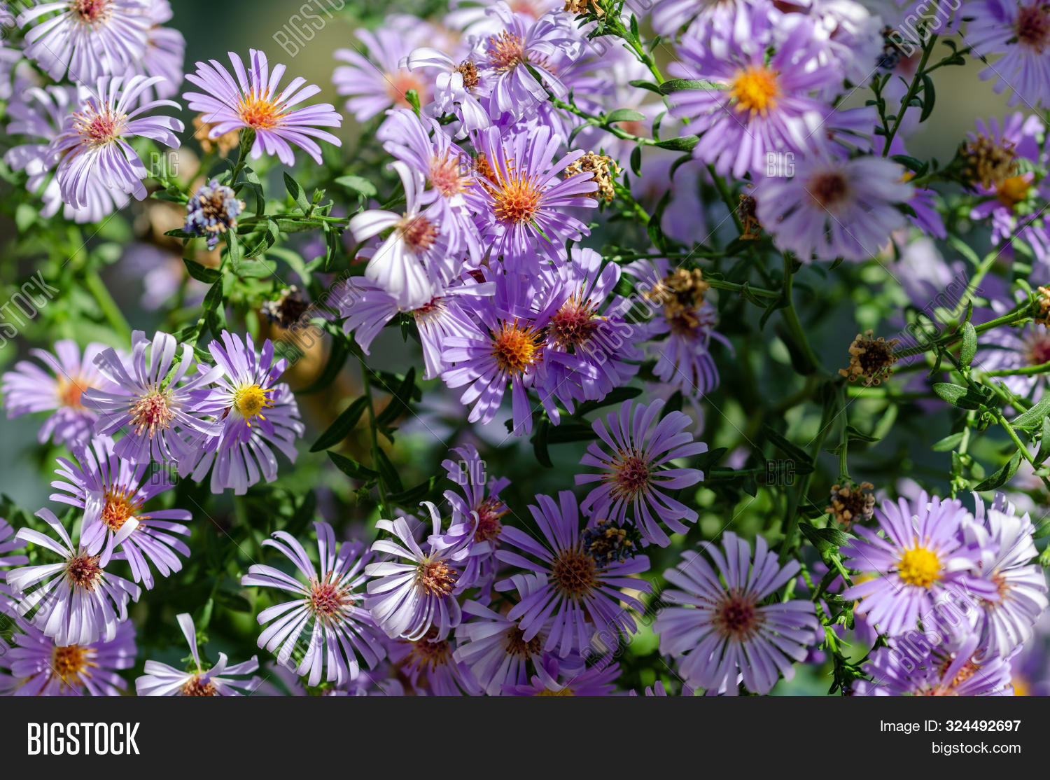 Alpine Aster (aster Image & Photo (Free Trial) | Bigstock