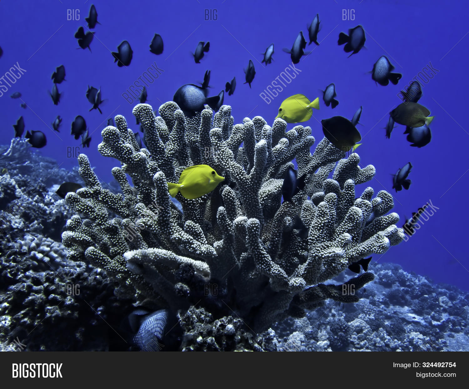 Bright Yellow Tang Image & Photo (Free Trial) | Bigstock