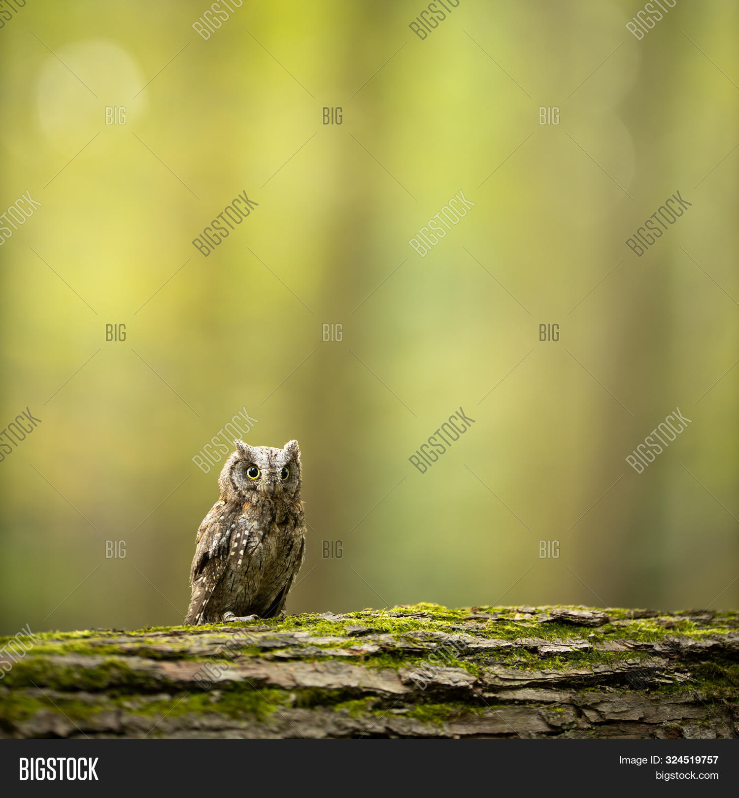 Eurasian Scops Owl ( Image & Photo (Free Trial) | Bigstock