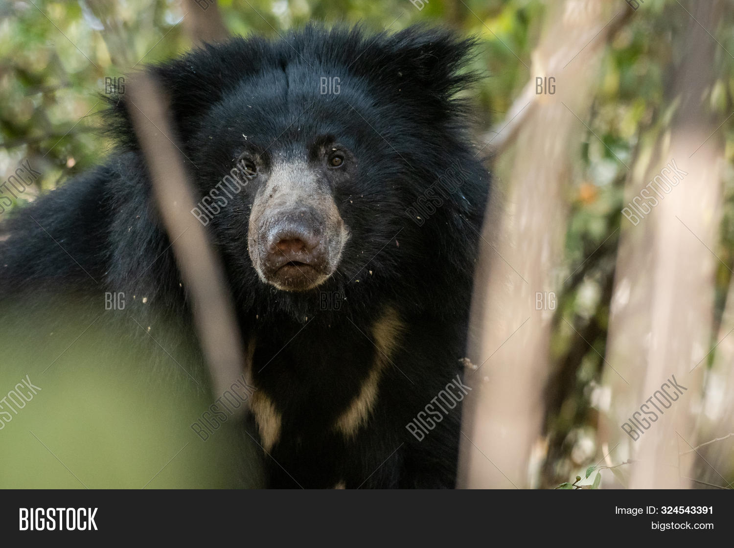 Big Sloth Bear Image & Photo (Free Trial) | Bigstock
