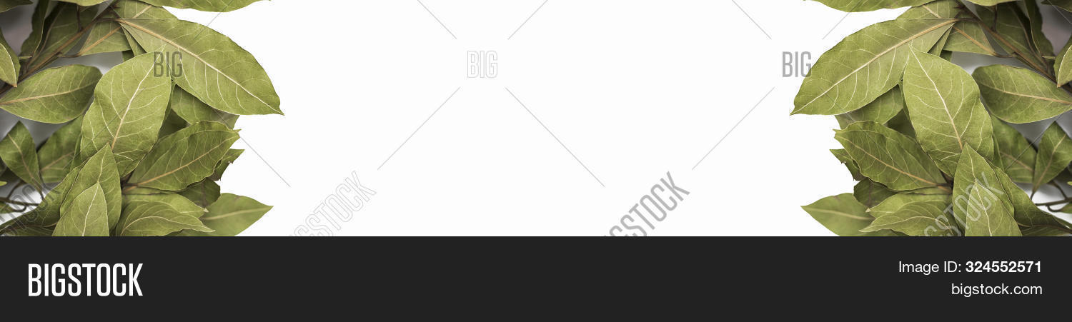 Branchs Laurel Image & Photo (Free Trial) | Bigstock