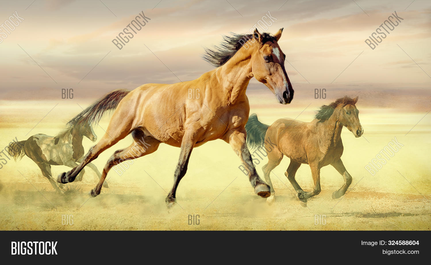 Three Running Horses Image & Photo (Free Trial) | Bigstock
