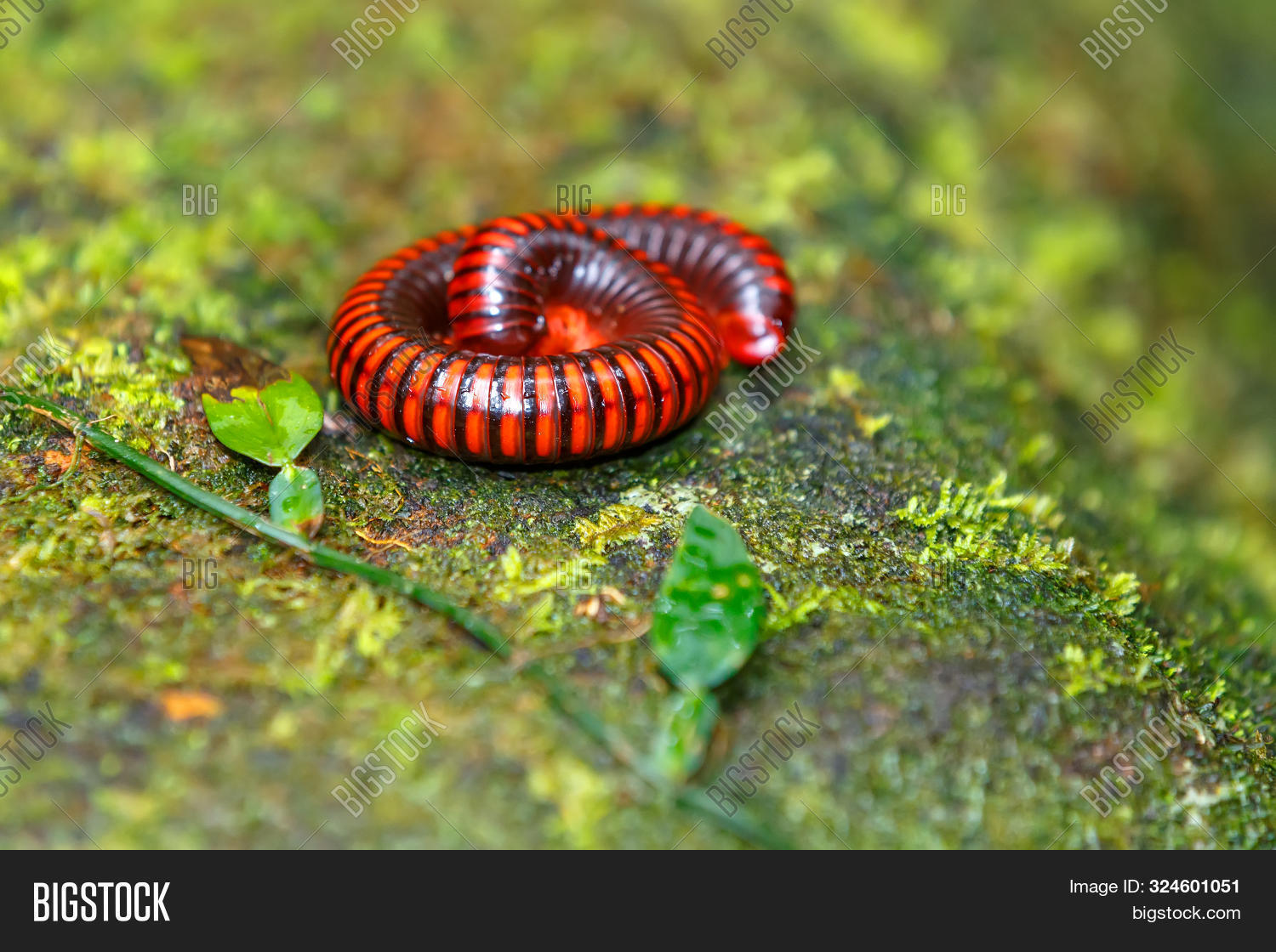 Rainforest Millipede. Image & Photo (Free Trial) | Bigstock
