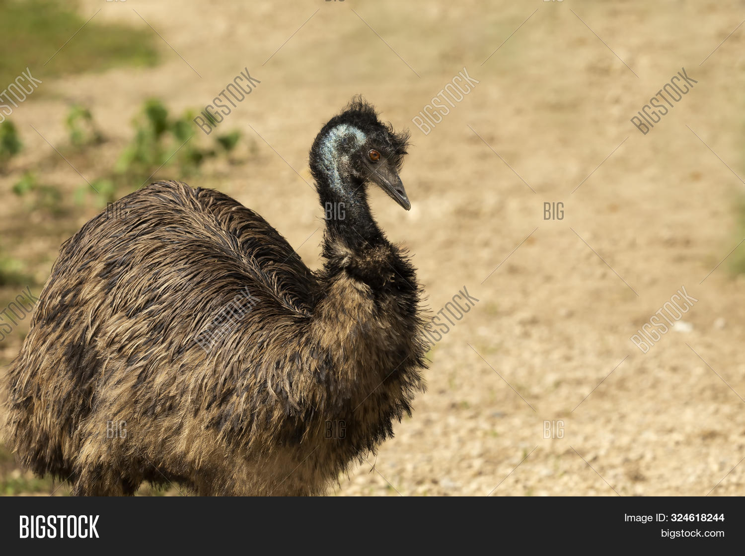 Emu (dromaius Image & Photo (Free Trial) | Bigstock