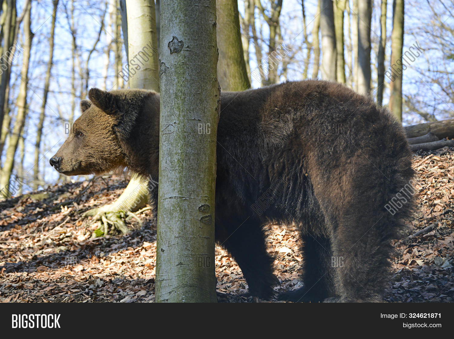 Brown Bear Behind Tree Image & Photo (Free Trial) | Bigstock