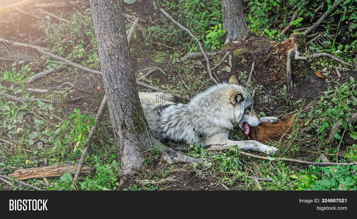 Wolf Devours Prey, Image & Photo (Free Trial) | Bigstock