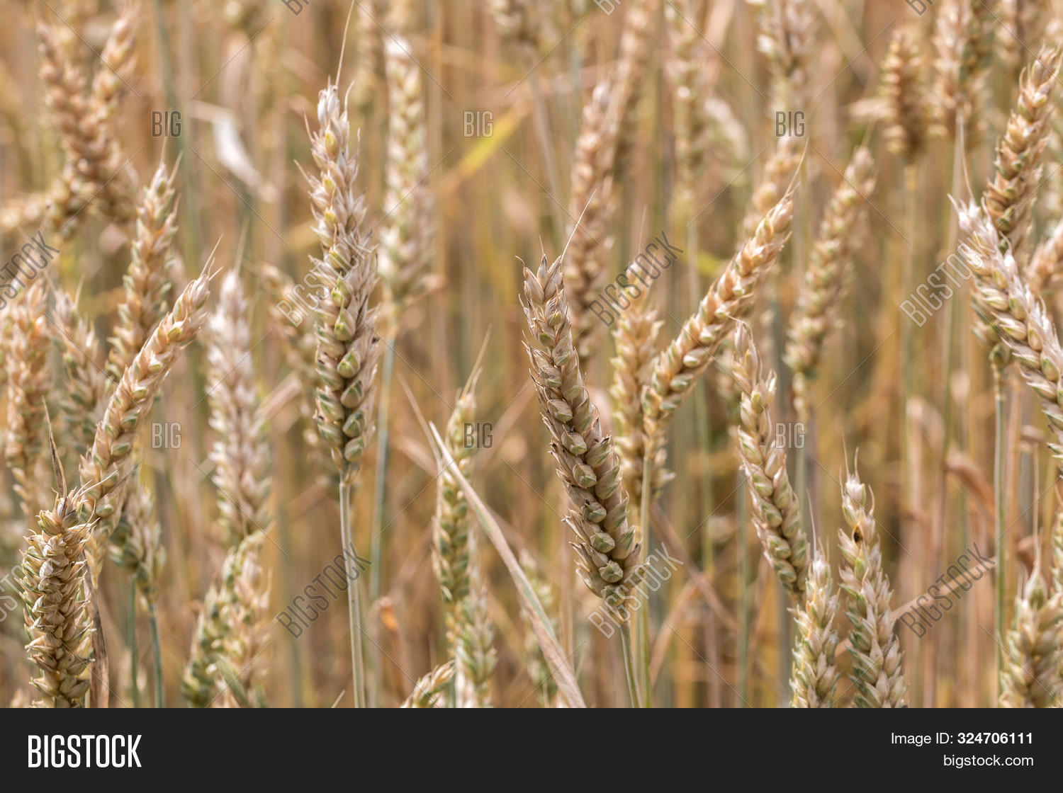 Big Grainfields Middle Image & Photo (Free Trial) | Bigstock