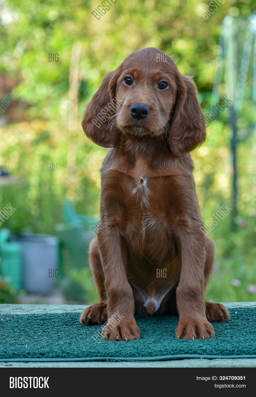 Puppy Irish Red Setter Image & Photo (Free Trial) | Bigstock