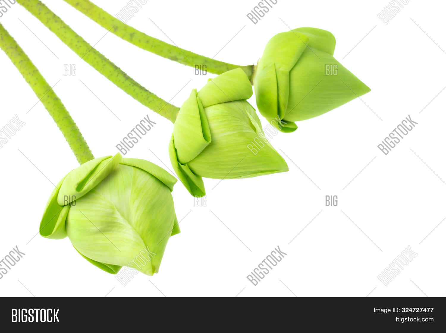 Fresh Green Lotus Image & Photo (Free Trial) | Bigstock