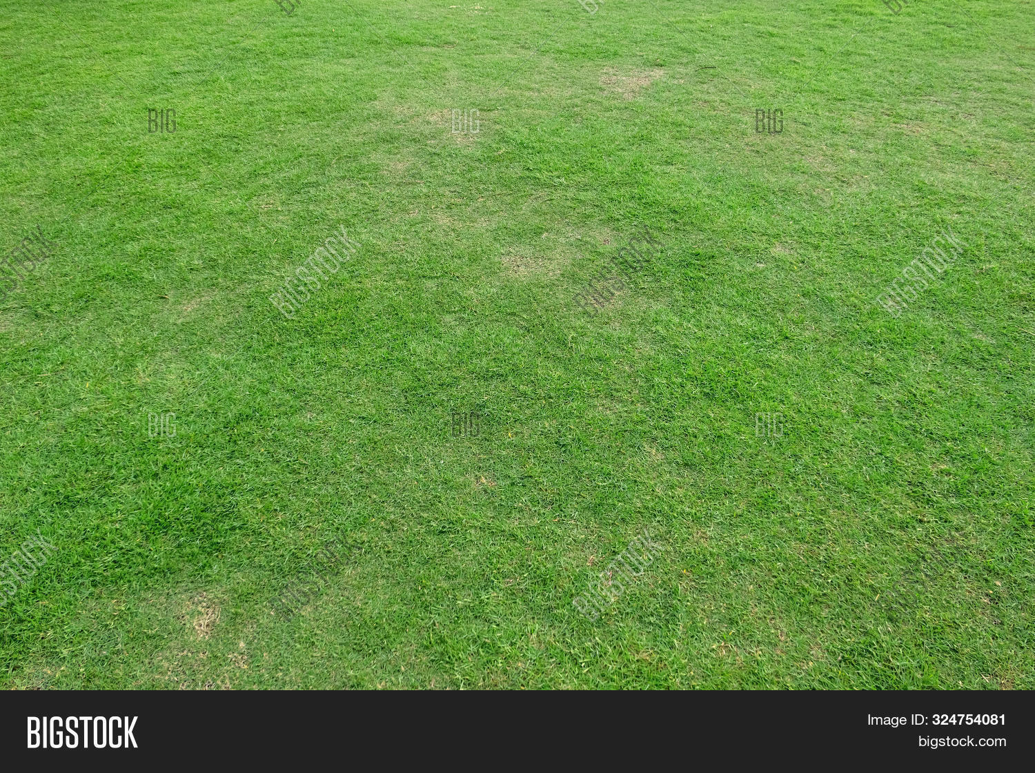 Green Grass Texture Image & Photo (Free Trial) | Bigstock