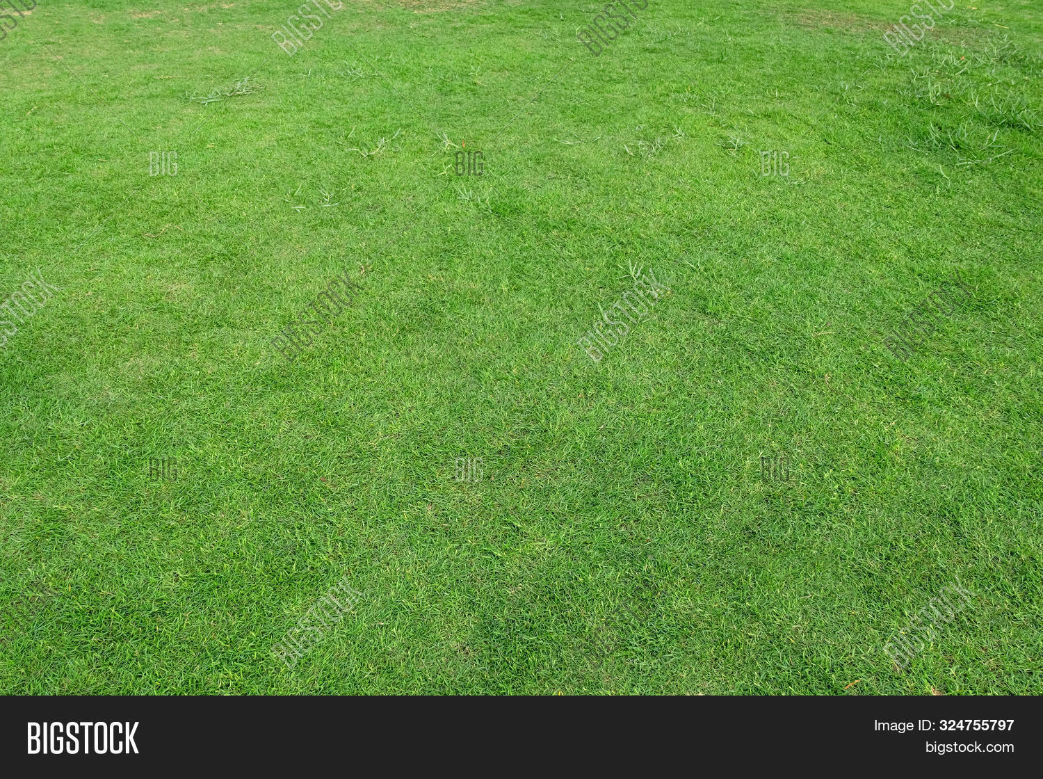 Green Grass Texture Image & Photo (Free Trial) | Bigstock