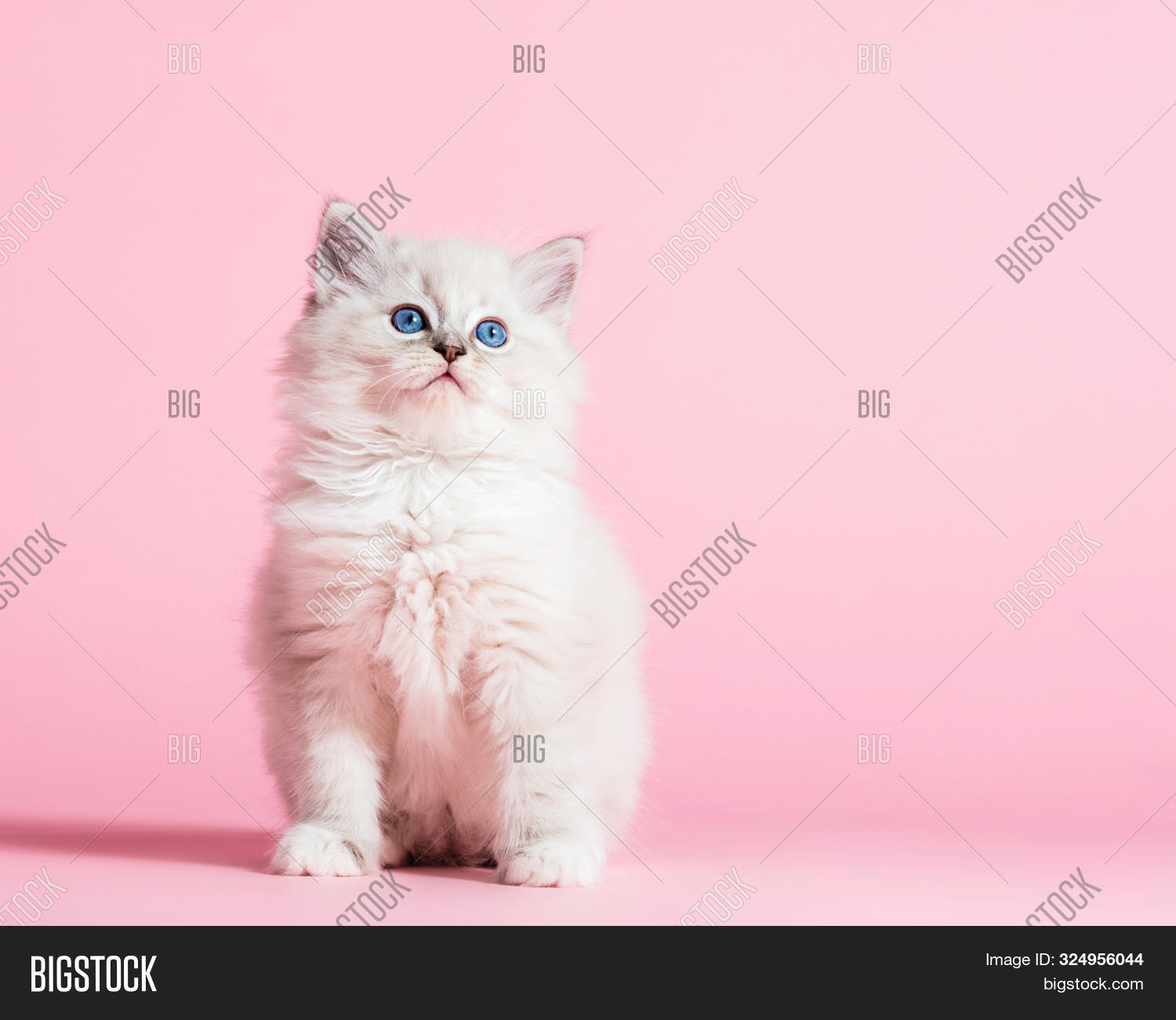 Ragdoll Cat, Small Image & Photo (Free Trial) | Bigstock