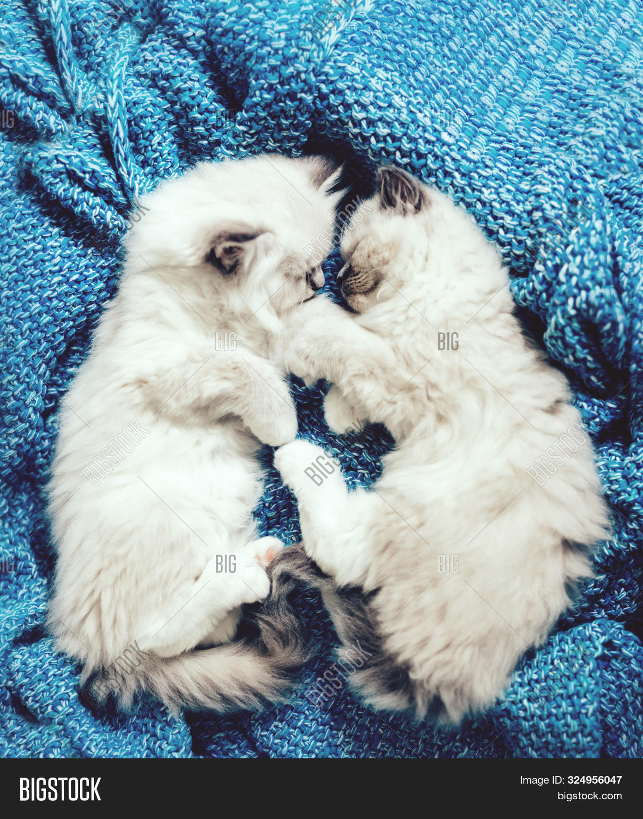Two Ragdoll Cats, Image & Photo (Free Trial) | Bigstock