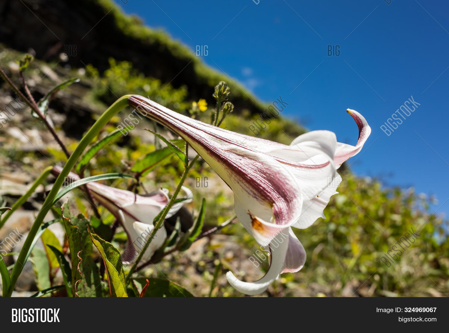 Native Species Taiwan Image & Photo (Free Trial) | Bigstock