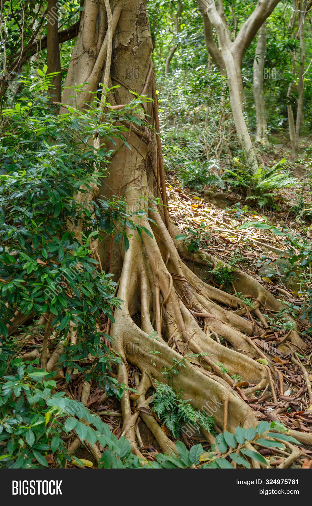 Hanging Roots Exotic Image & Photo (Free Trial) | Bigstock