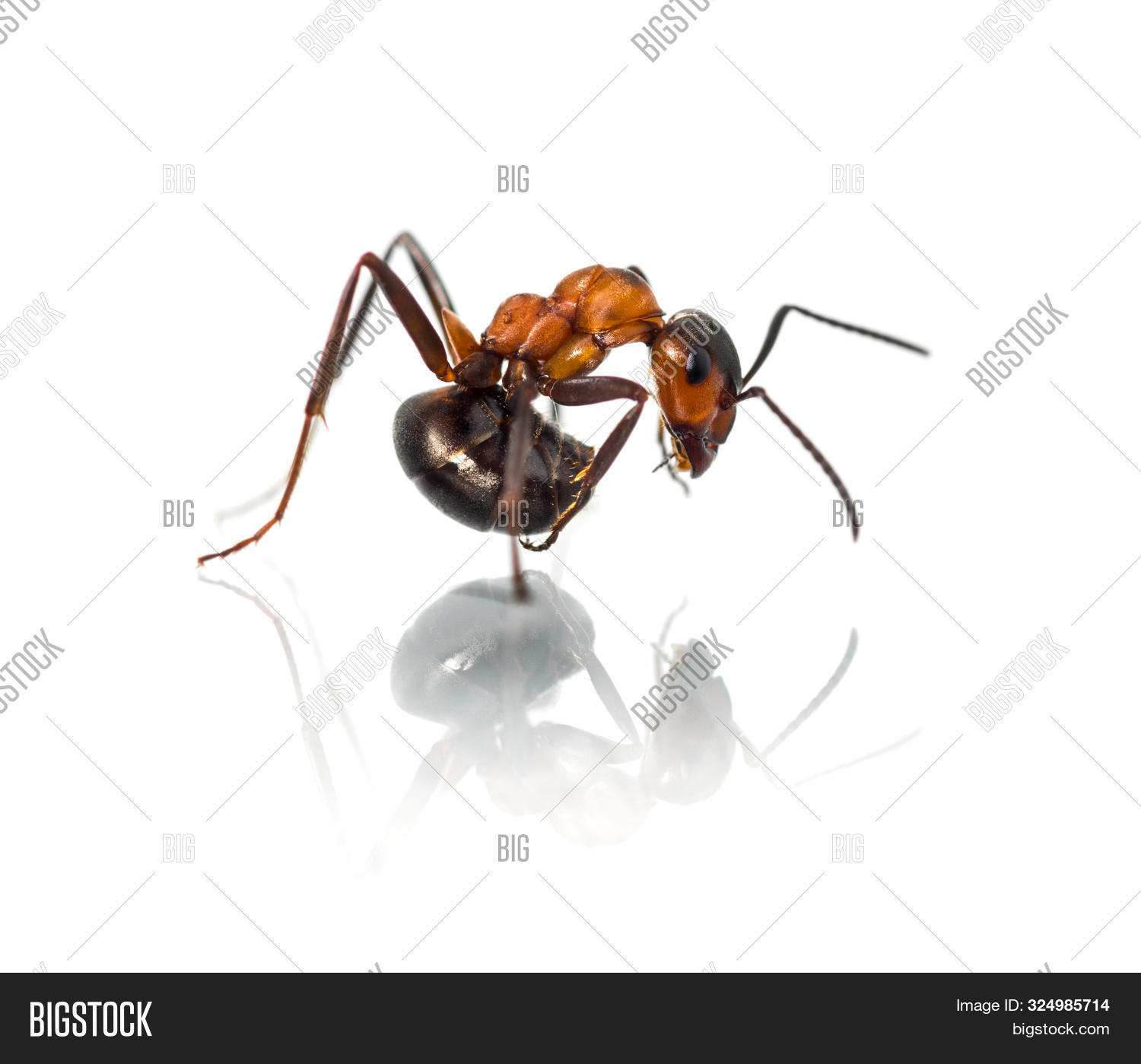 European Red Wood Ant Image & Photo (Free Trial) | Bigstock