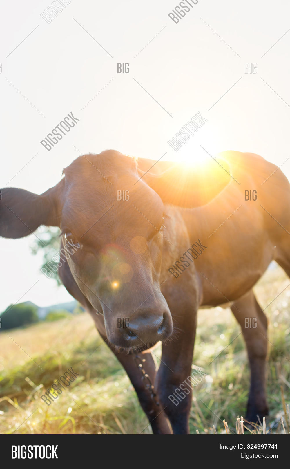 Photo Cow Field Yellow Image & Photo (Free Trial) | Bigstock