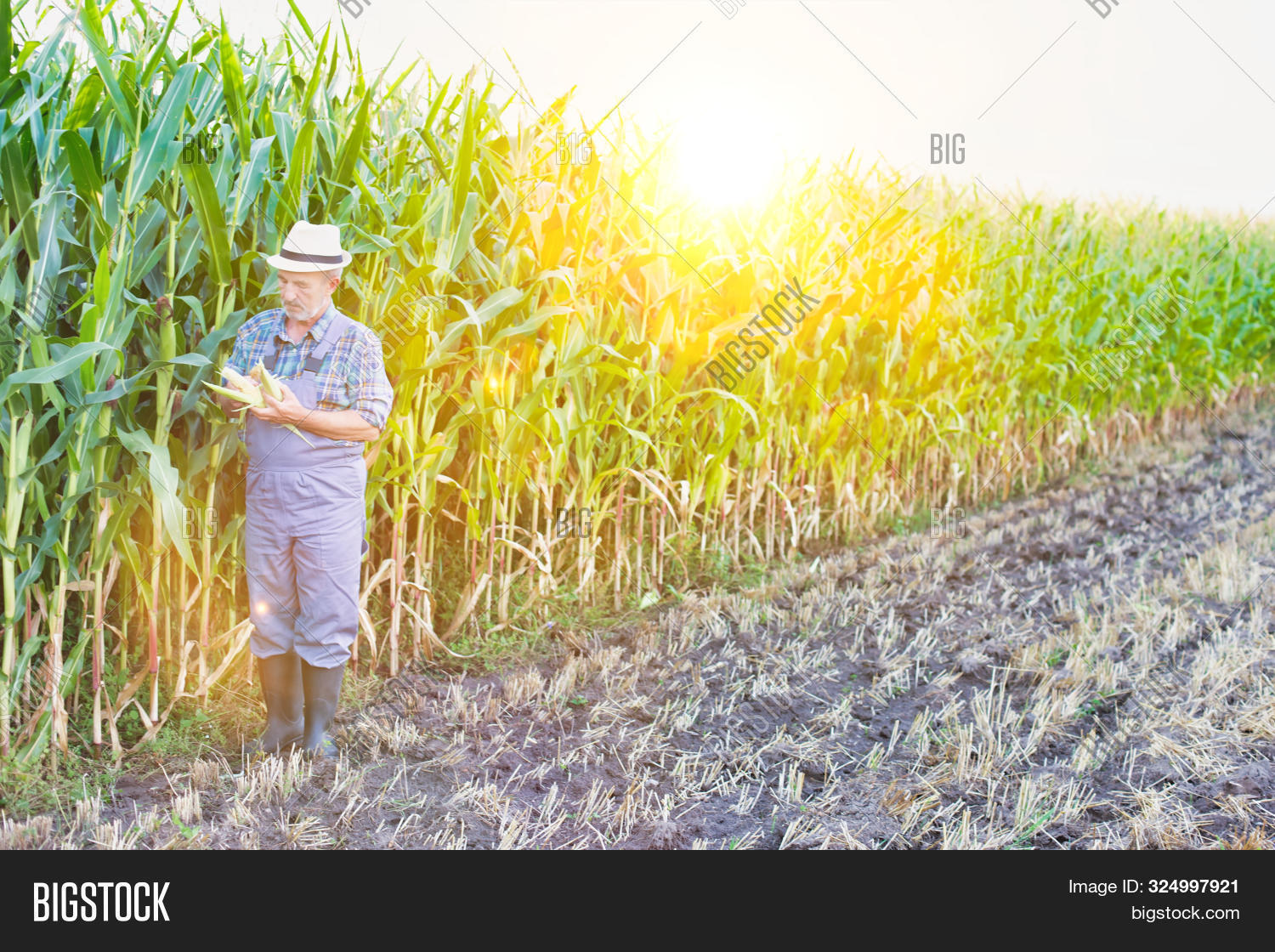 Senior Farmer Checking Image & Photo (Free Trial) | Bigstock