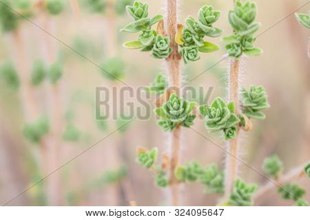 Wild Oregano Grows Image & Photo (Free Trial) | Bigstock