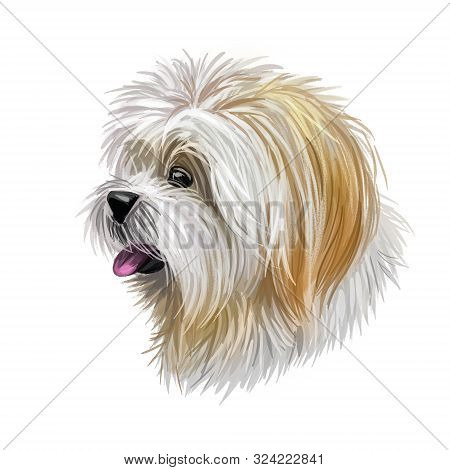 Lhasa Apso Images, Illustrations & Vectors (Free) - Bigstock