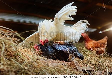 Rooster Chicken Mating Image & Photo (Free Trial) | Bigstock