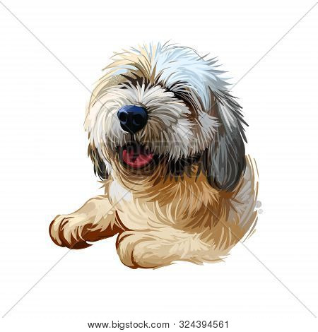 Lhasa Apso Images, Illustrations & Vectors (Free) - Bigstock