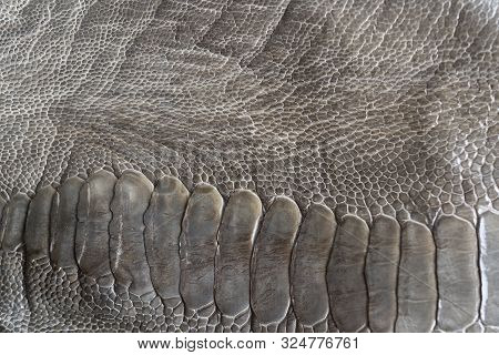 Close Natural Ostrich Image & Photo (Free Trial) | Bigstock