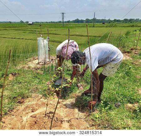 Two People Plant Tree Image & Photo (Free Trial) | Bigstock
