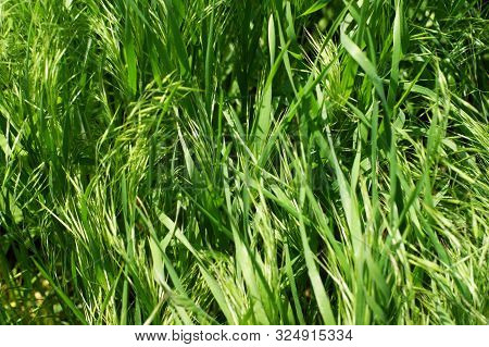 Wild Grasses Images, Illustrations & Vectors (Free) - Bigstock