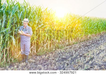 Senior Farmer Checking Image & Photo (Free Trial) | Bigstock