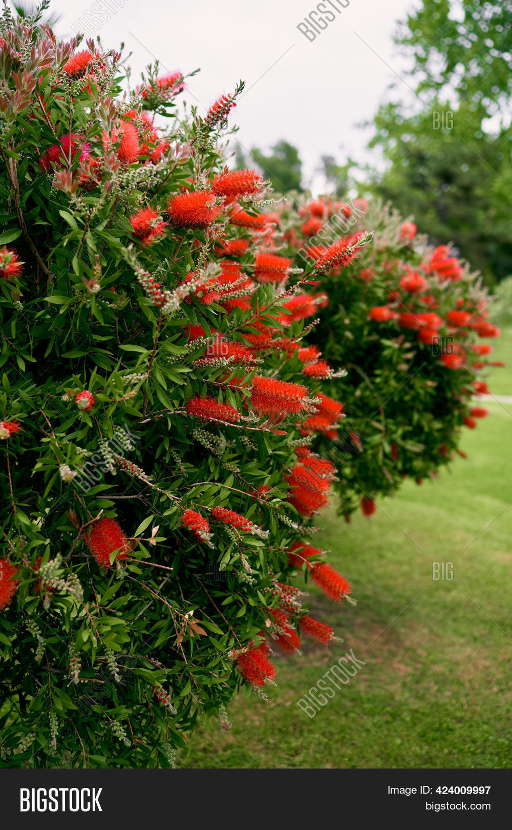 Red Callistemon Image & Photo (Free Trial) | Bigstock