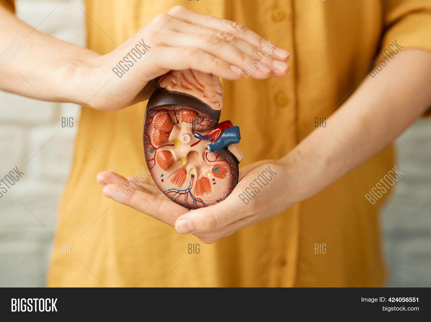 Caring Human Kidney Image & Photo (Free Trial) | Bigstock