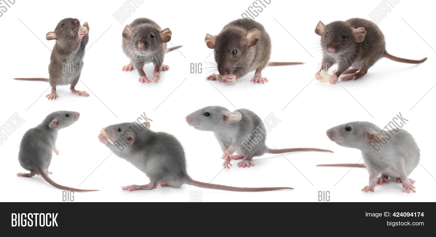 Set Cute Little Rats Image & Photo (Free Trial) | Bigstock