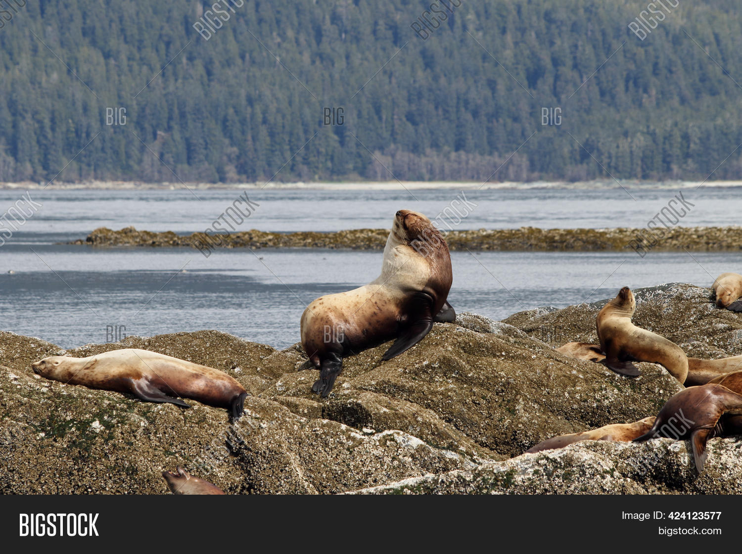 Huge Bull Fur Seal Image & Photo (Free Trial) | Bigstock