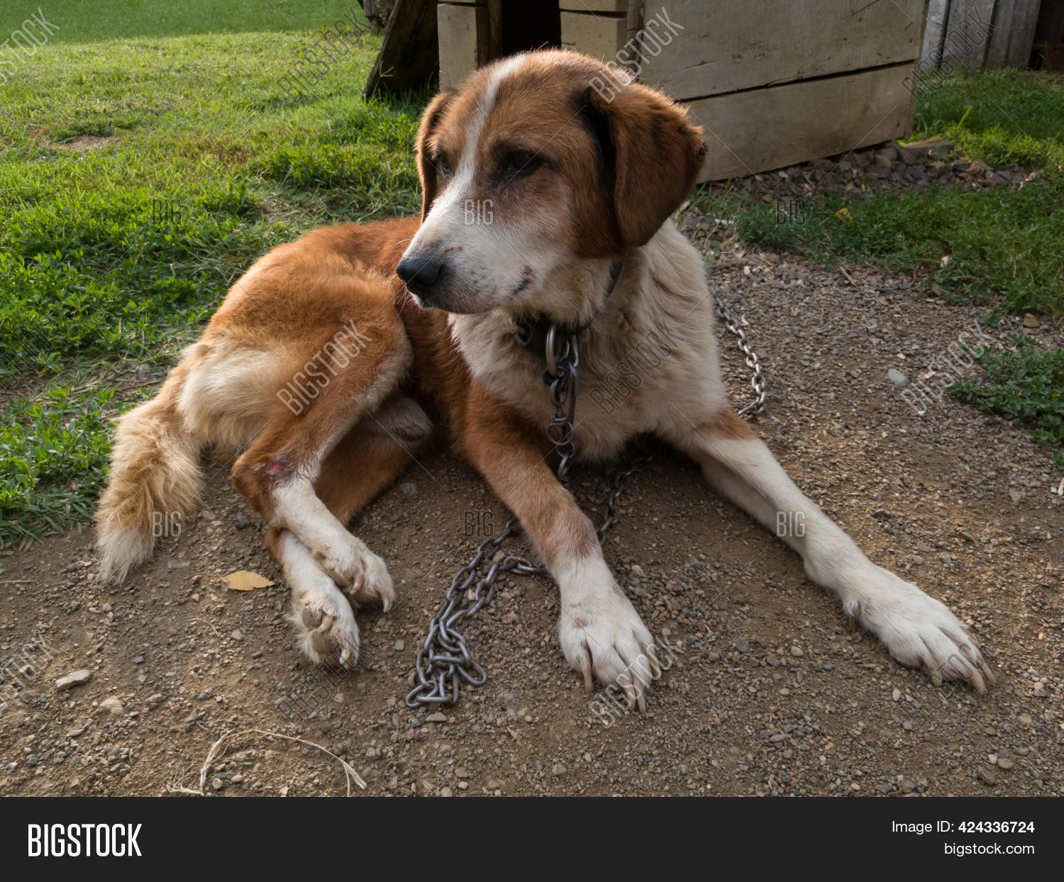 Old Weak Dog On Chain Image & Photo (Free Trial) | Bigstock