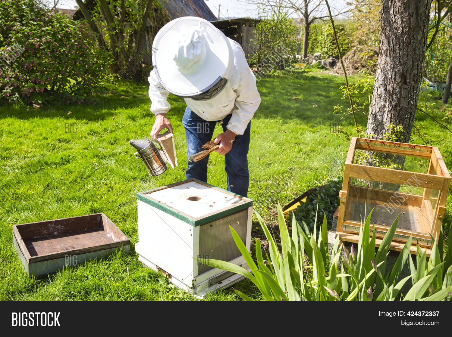 Bee Hive Box Being Image & Photo (Free Trial) | Bigstock